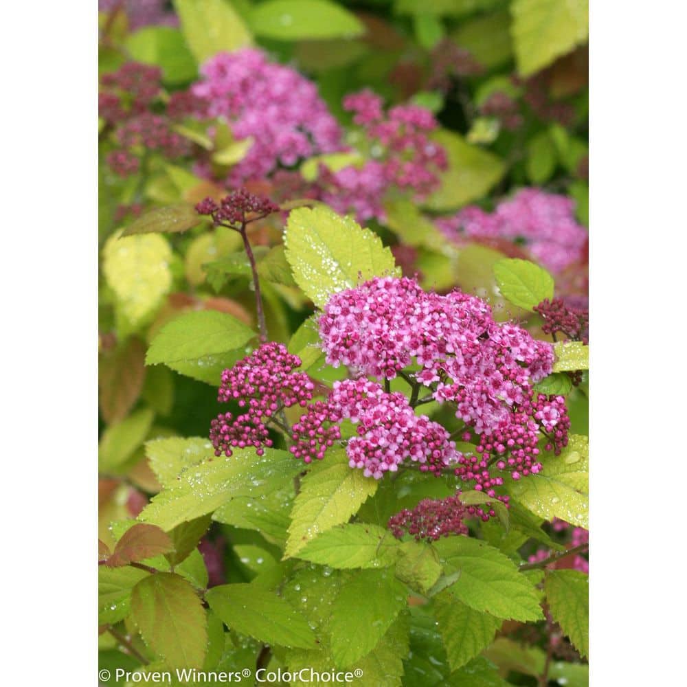 PROVEN WINNERS 2 Gal. Big Bang Spirea Live Flowering Shrub with Pink ...