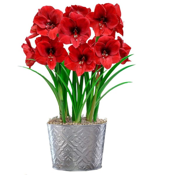 DIRECT GARDENING Miracle Red Flowering Amaryllis Bulb Holiday Gift Kit ...