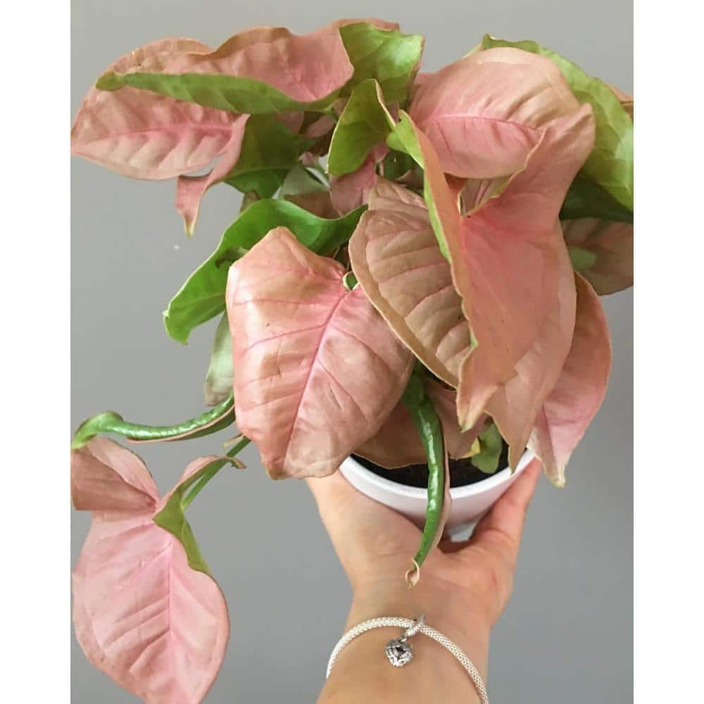Wekiva Foliage Syngonium Neon Pink-Live Plant in a 4 Inch Pot-Syngonium ...