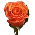 Globalrose Dozen Orange Roses-vars-1-dozen-orange-roses - The Home Depot