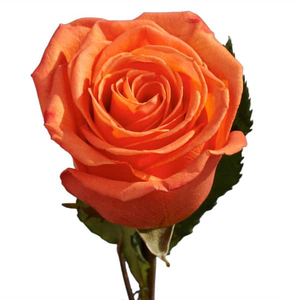 Globalrose Dozen Orange Roses-vars-1-dozen-orange-roses - The Home Depot