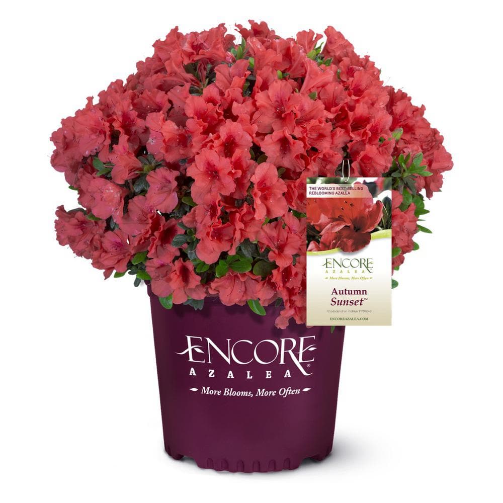 ENCORE AZALEA 2 Gal. Autumn Sunset Azalea Shrub with Reblooming Orange ...