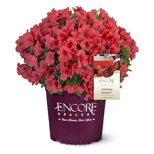 Reviews for ENCORE AZALEA 2 Gal. Autumn Fire Azalea Shrub with Reblooming Red Flowers - Low ...