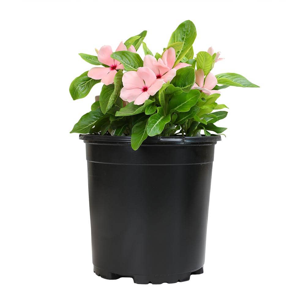 ALTMAN PLANTS Pink Vinca Outdoor Garden Annual Plant in 2.5 qt. Grower ...