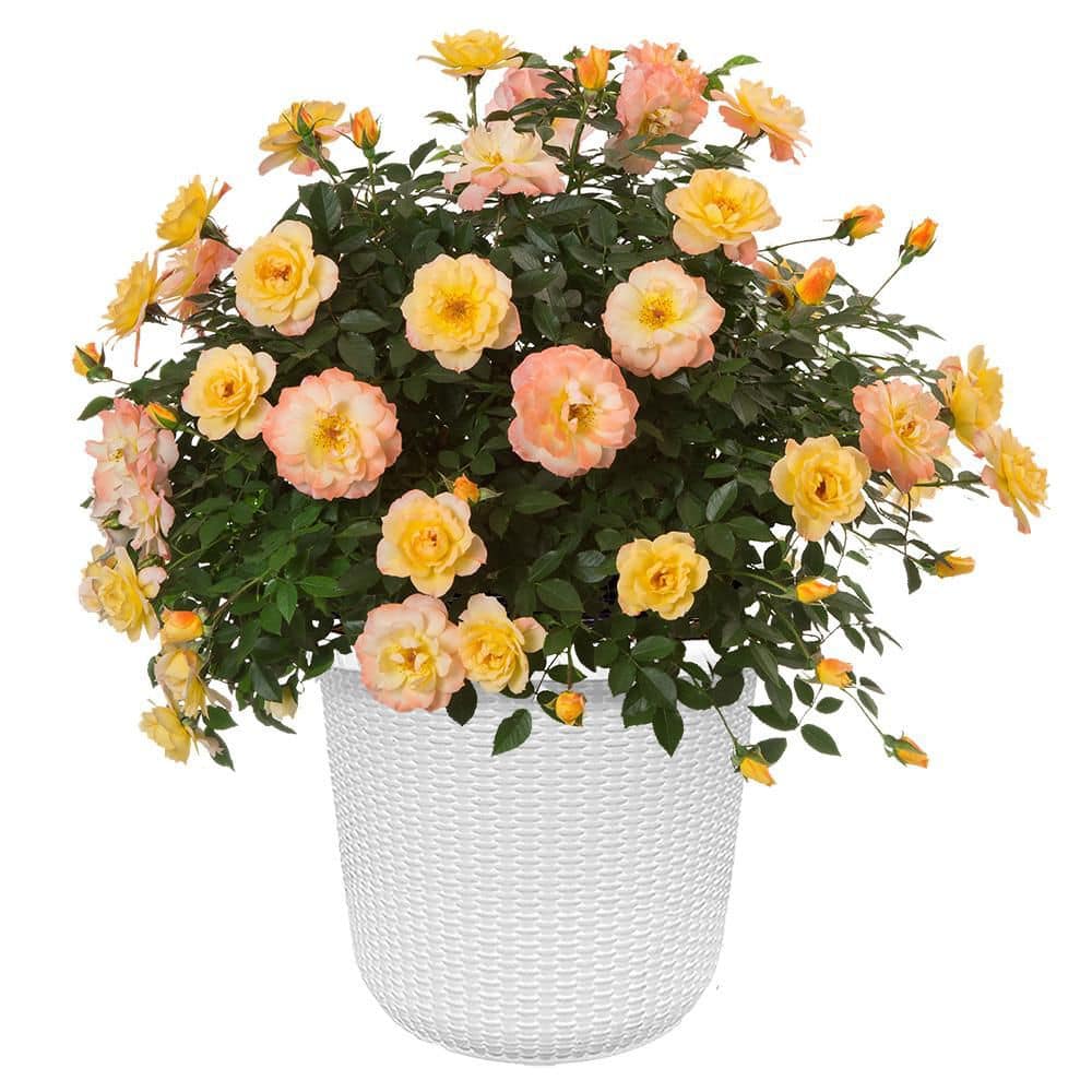 Reviews for PROVEN WINNERS 2 Gal. Oso Easy Italian Ice Rose Plant with ...