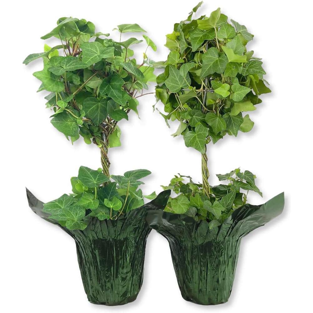 Wekiva Foliage English Ivy Globe in Festive Holiday Cover 2-Pack-Green ...