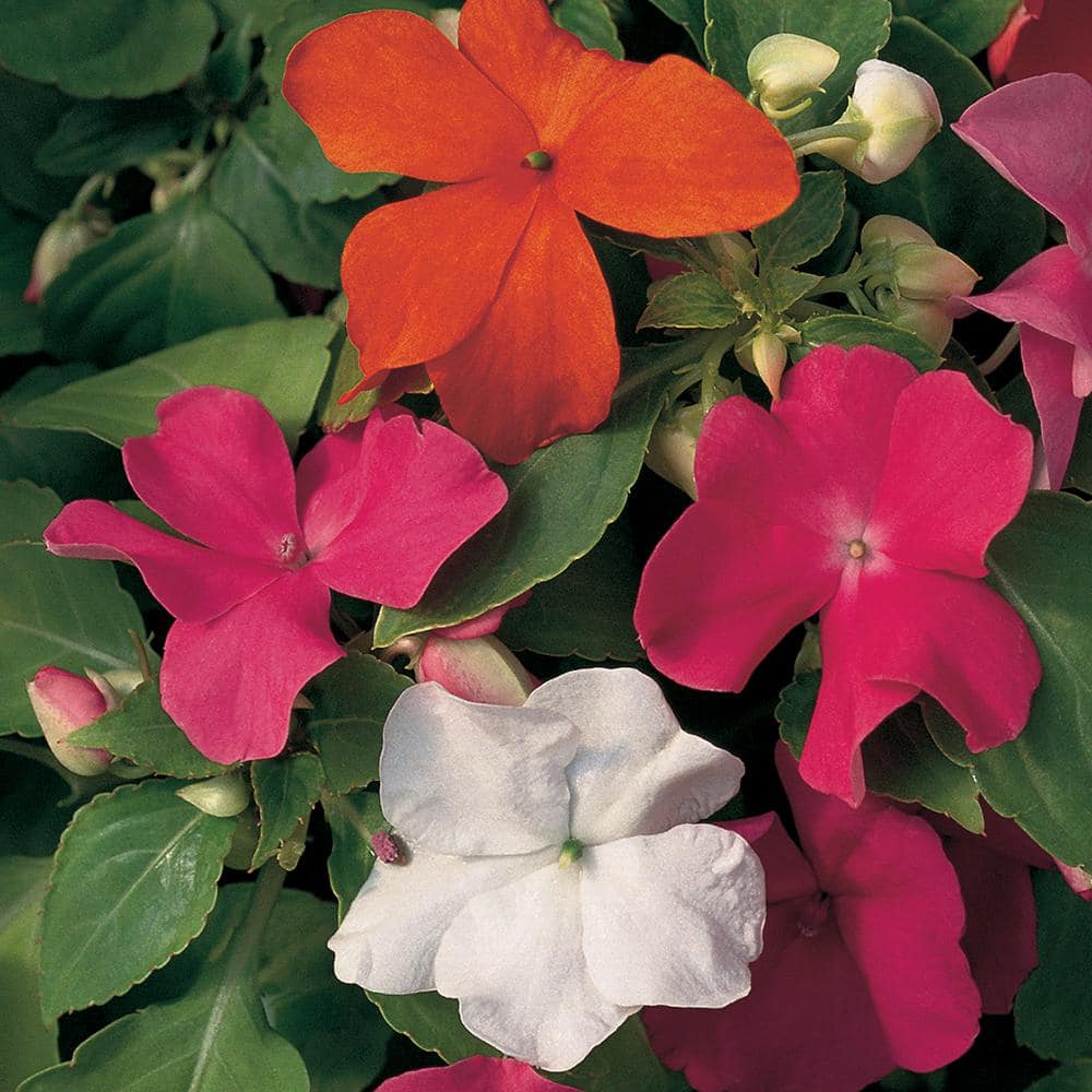 BEACON 1.6 pt. Beacon Lindau Mix Impatiens Outdoor Annual Plant with ...