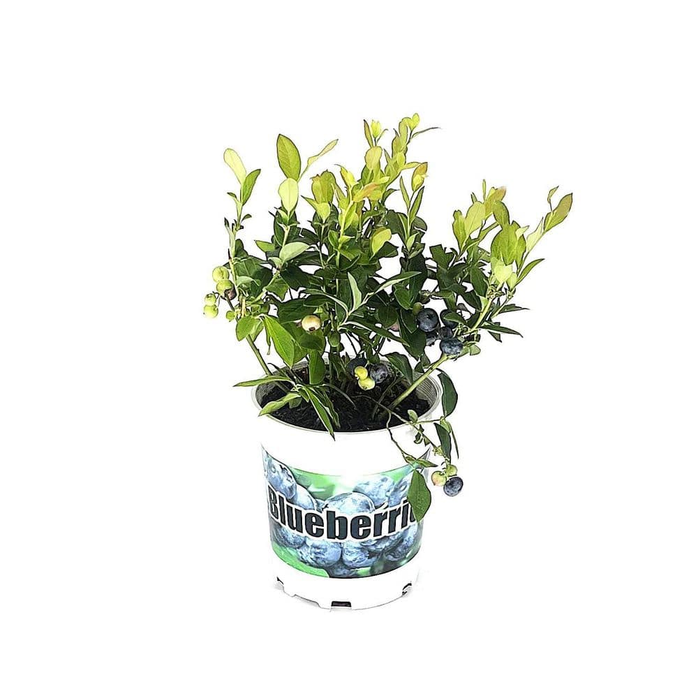 2.5 qt. Northcountry Blueberry Live Plant with Sweet Mild Berries Wild ...