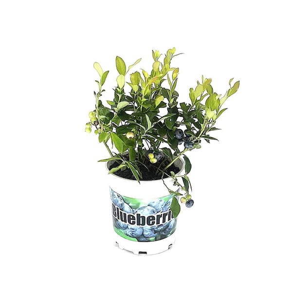 2.5 qt. Northcountry Blueberry Live Plant with Sweet Mild Berries Wild ...