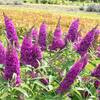 national PLANT NETWORK 3.25 in. Buddleia Royal Razz Shrub with Purple ...