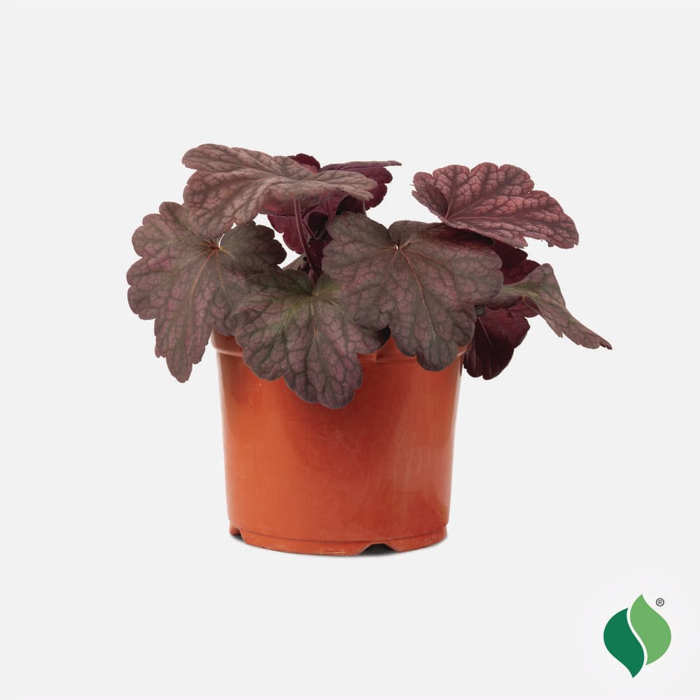 1 Gal. Berry Smoothie Coral Bells (Heuchera), Live Perennial Plant ...