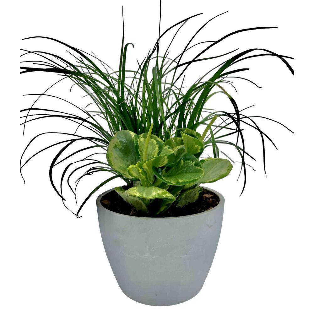 EVERBLOOM GROWERS, INC. 4 in. Tropical Duo Assorted Plants in EcoPot ...