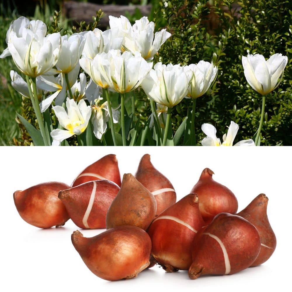 national PLANT NETWORK Tulip Exotic Emperor Bulbs (10-Pack) HD3153 ...