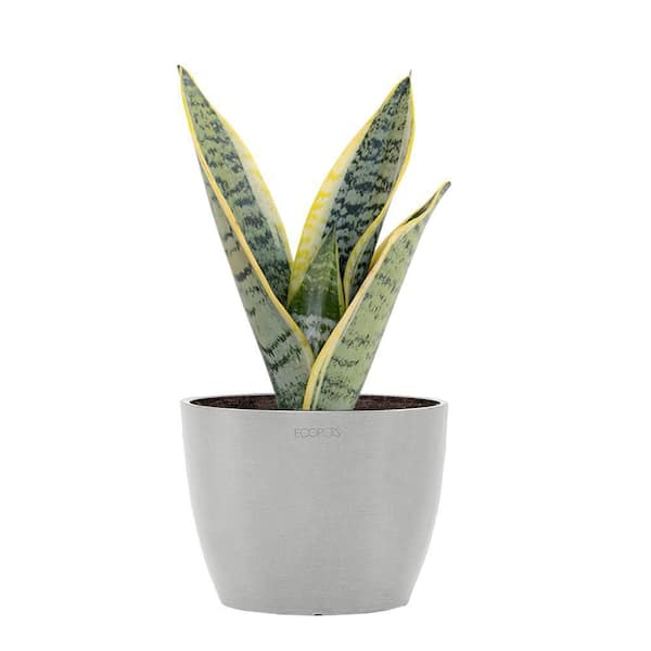 United Nursery Sansevieria Laurentii Live Snake Plant in 6 inch Premium ...