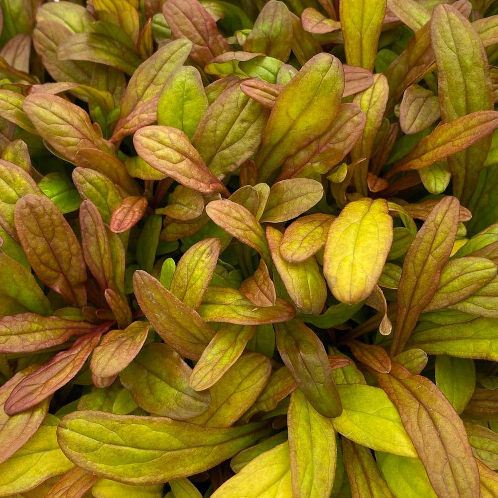 Spring Hill Nurseries Feathered Friends Fancy Finch Ajuga Groundcover ...