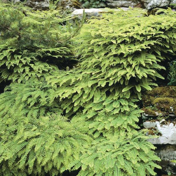 Spring Hill Nurseries Maidenhair Fern Live Bareroot Perennial Plant (1 ...