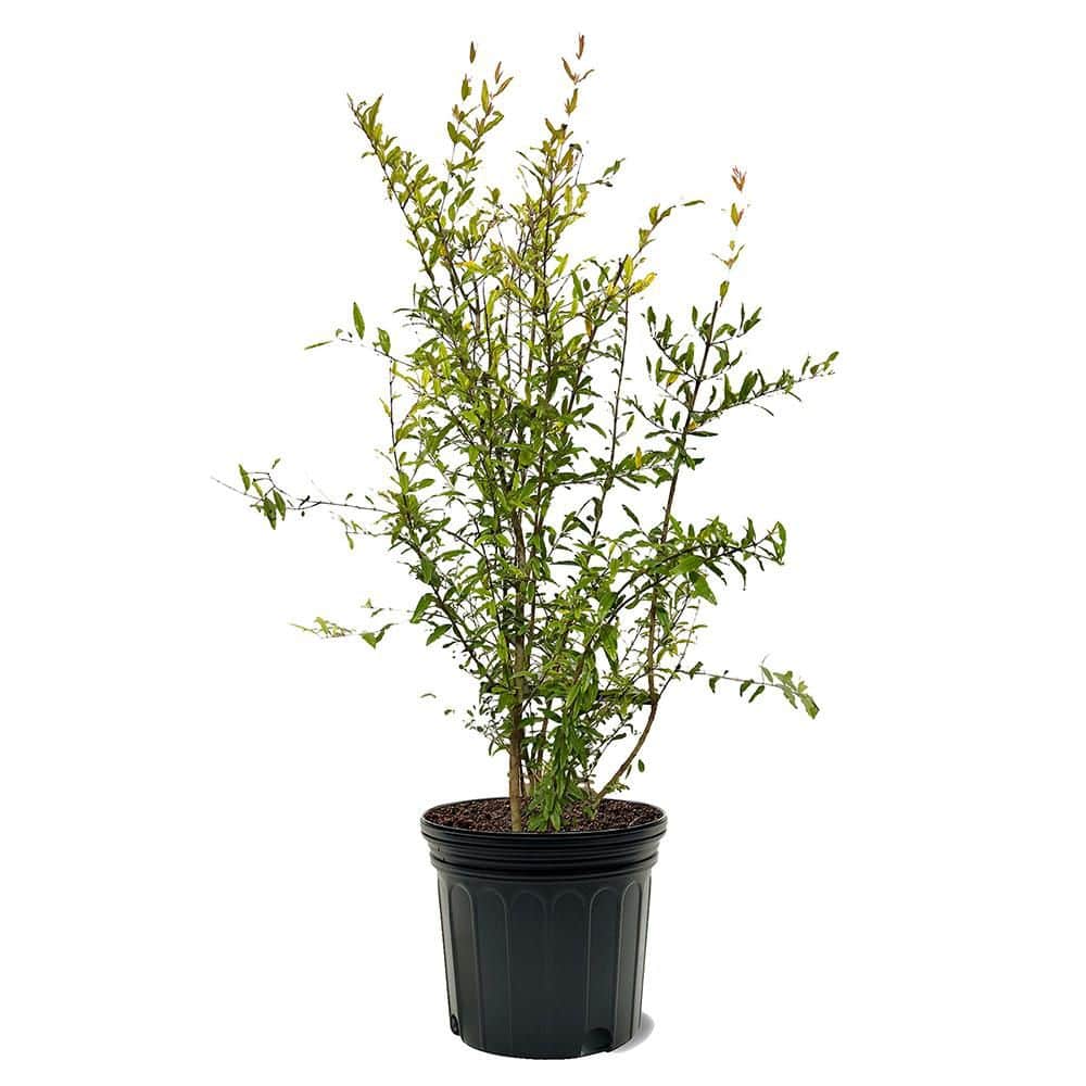 7 gal. Salavatski Pomegranate Deciduous Fruiting Tree POMSAL07G - The ...