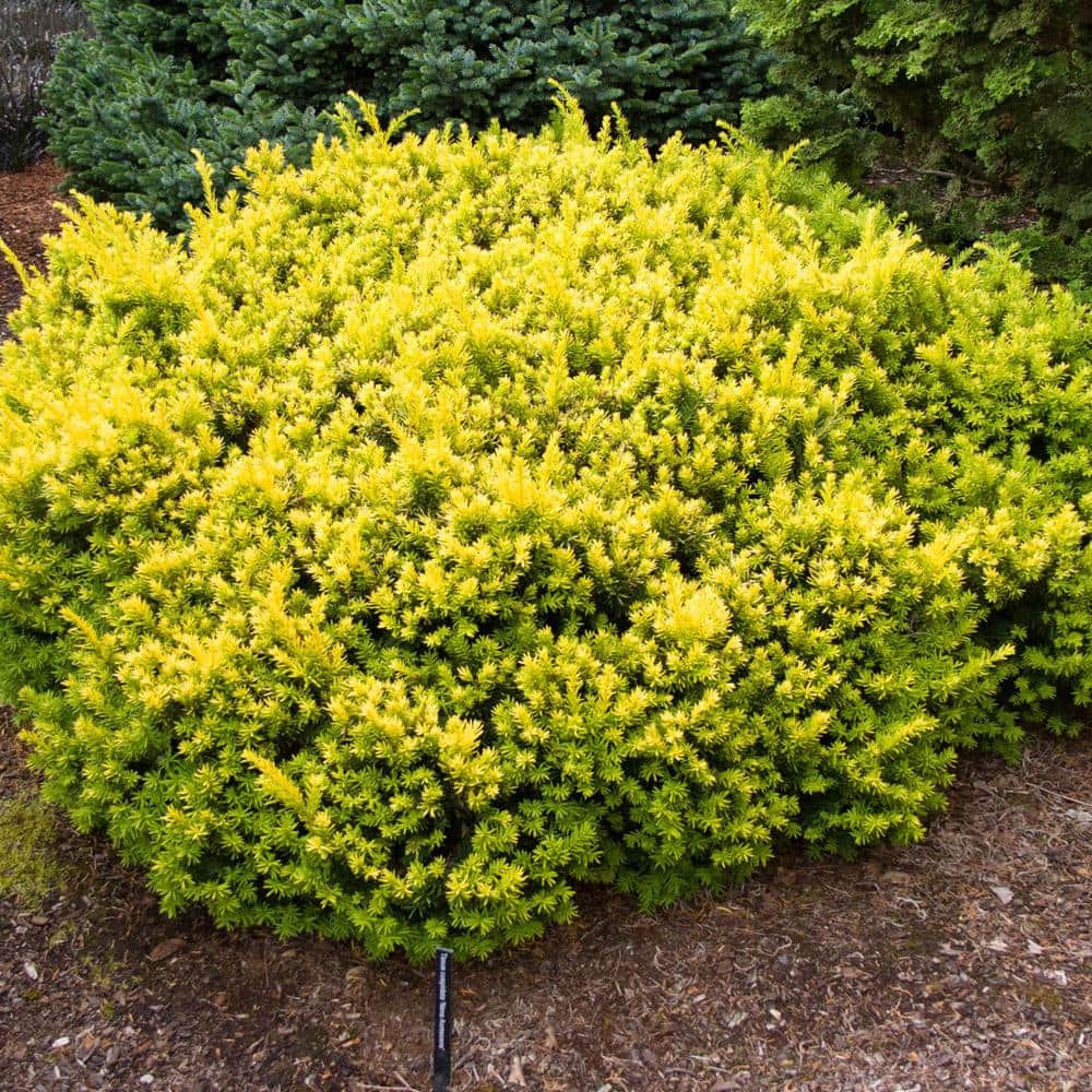 DIRECT GARDENING 3 Gal. Pot, Dwarf Golden Japanese Spreading Yew Taxus Evergreen Shrub (1-Pack ...