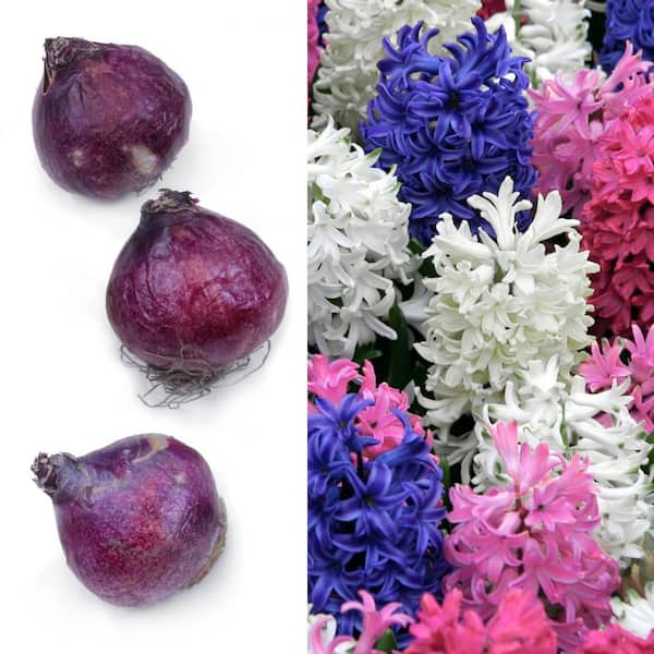 national PLANT NETWORK Hyacinth Mixed Bulbs (5-Pack) HD3147 - The Home ...