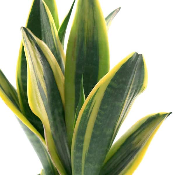 national PLANT NETWORK 4 in. Sansevieria Gold Flame Plant in Grower ...