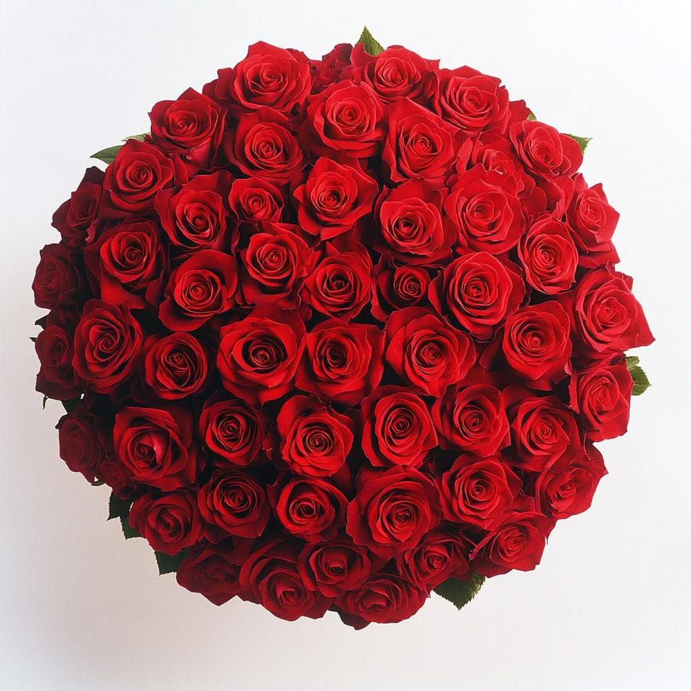Globalrose Fresh Valentine's Day Red Roses (75 Extra Long Stems) 75-red ...