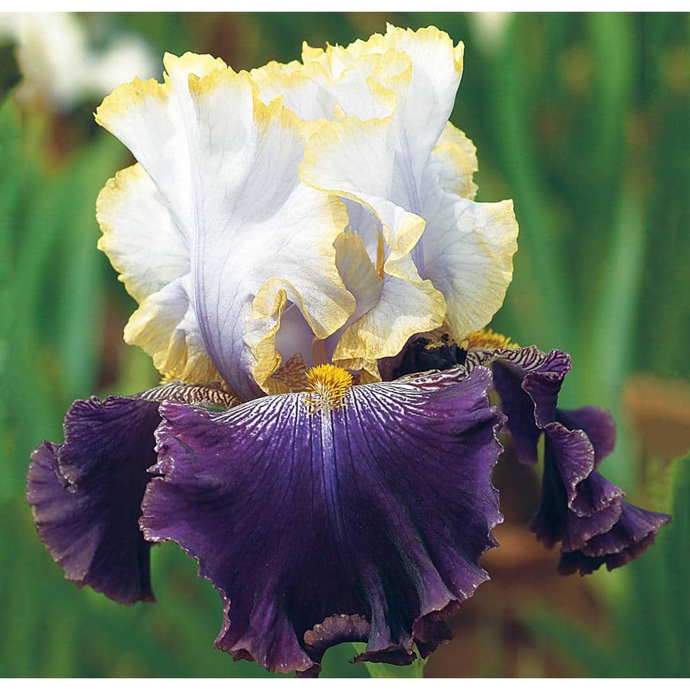 UPC 192665058295 - Slovak Prince Bearded Iris Dormant Bare Root ...