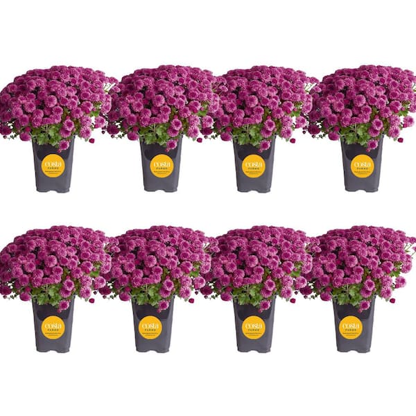 Costa Farms Purple Ready to Bloom Fall Chrysanthemum Outdoor Plant in 3 ...