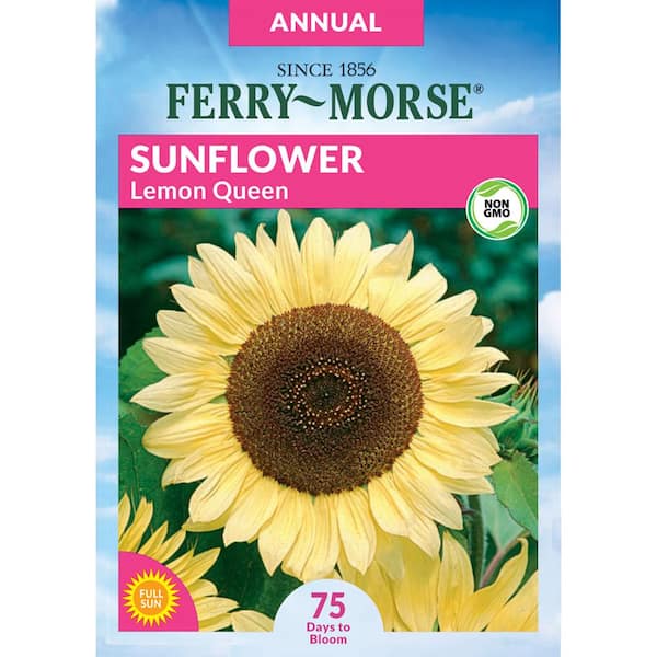 Reviews for Ferry-Morse Sunflower Lemon Queen Flower Seeds | Pg 1 - The ...