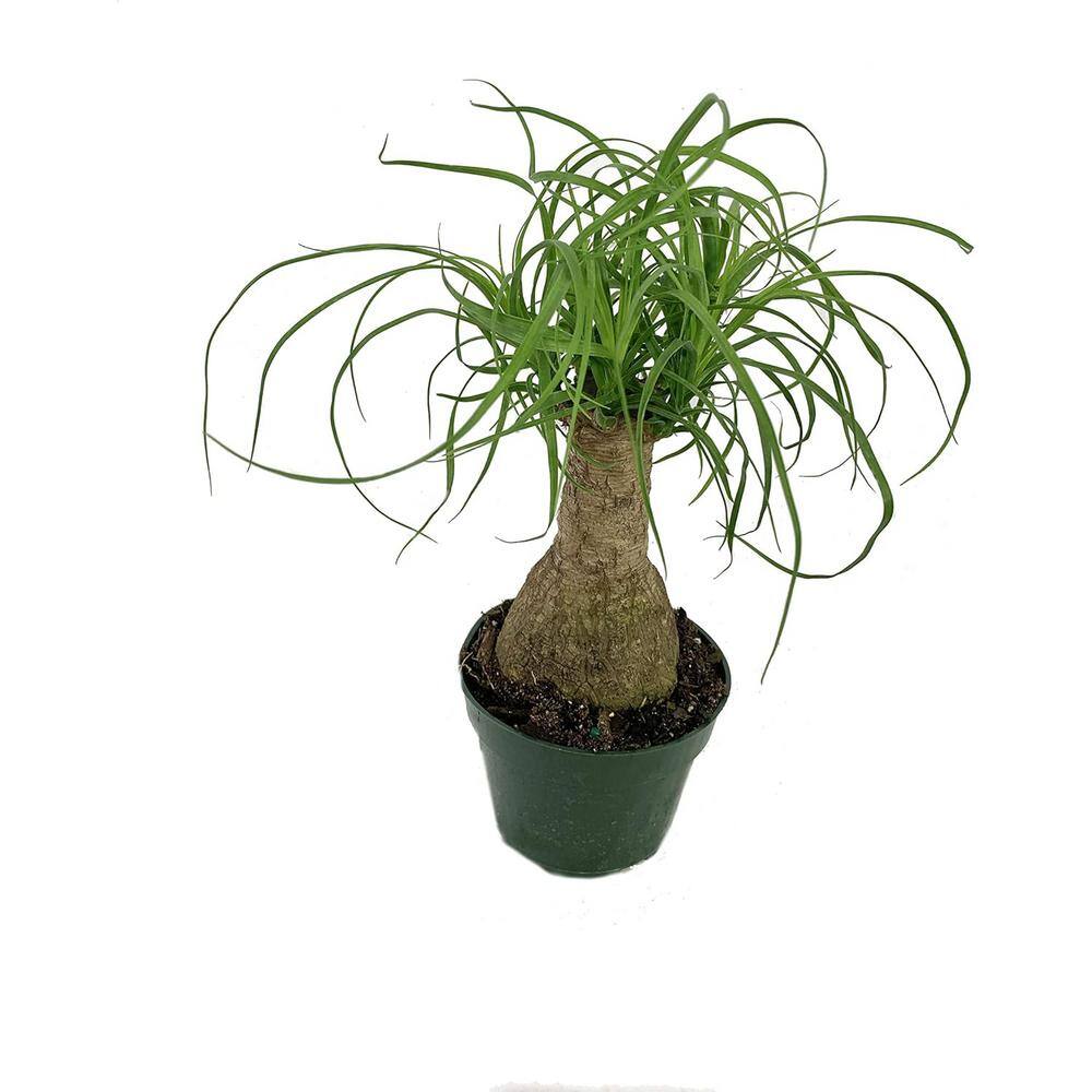 Wekiva Foliage Ponytail Palm-Live Plant in a 4 Inch Growers Pot ...
