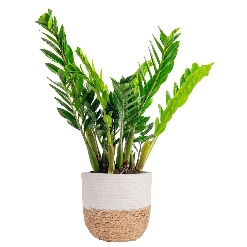Costa Farms Zamioculcas Zamiifolia ZZ Indoor Plant in 10 in. Decor ...
