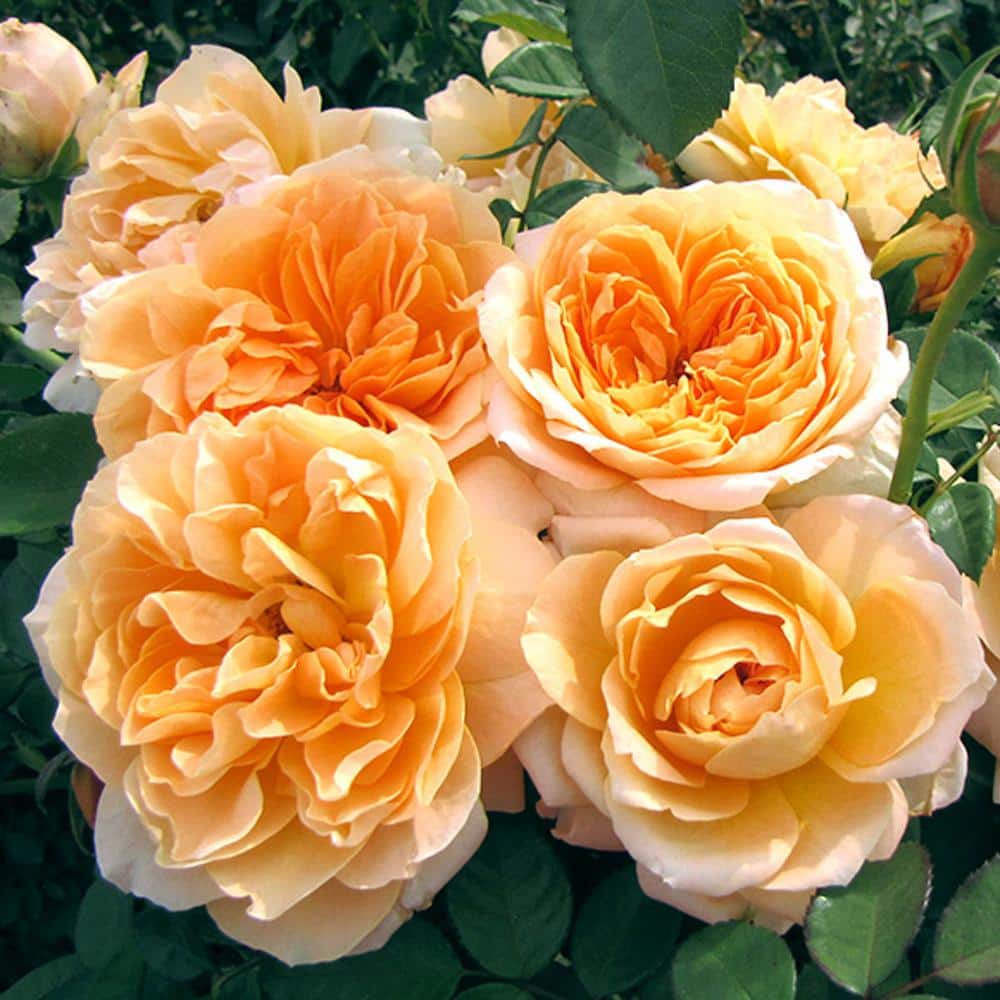 Gardens Alive! Amber Forever Floribunda Rose Dormant Bare Root Plant (1 ...