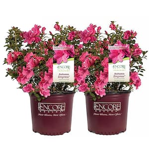 ENCORE AZALEA 1 Gal. Autumn Empress Azalea Shrub with Semi-Double Pink ...