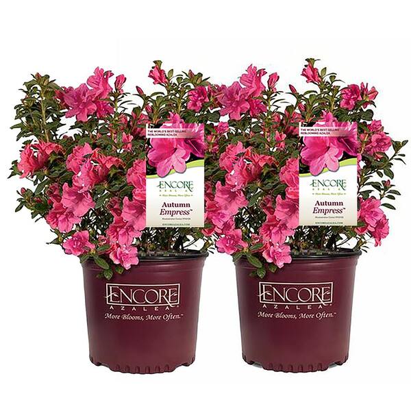 ENCORE AZALEA 1 Gal. Autumn Empress Azalea Shrub with Semi-Double Pink ...