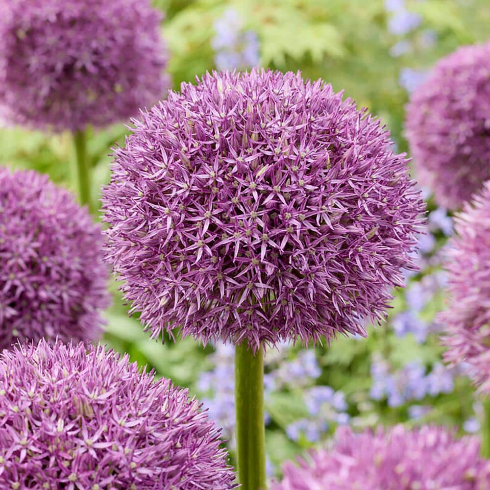 Garden State Bulb 20/22 cm Purple Globemaster Giant Allium Flower Bulbs (Bag of 20) ECF-140-20 ...