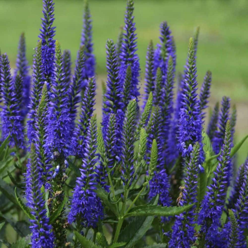 Vigoro 1 Qt. Veronica Veronique Plant 1004068260 - The Home Depot