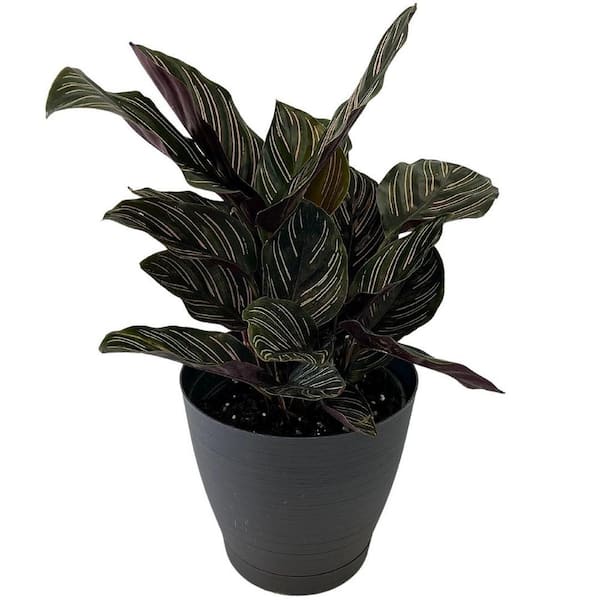 Vigoro 1.41 qt. Calathea Plant in Deco Pot with Built in Saucer ...