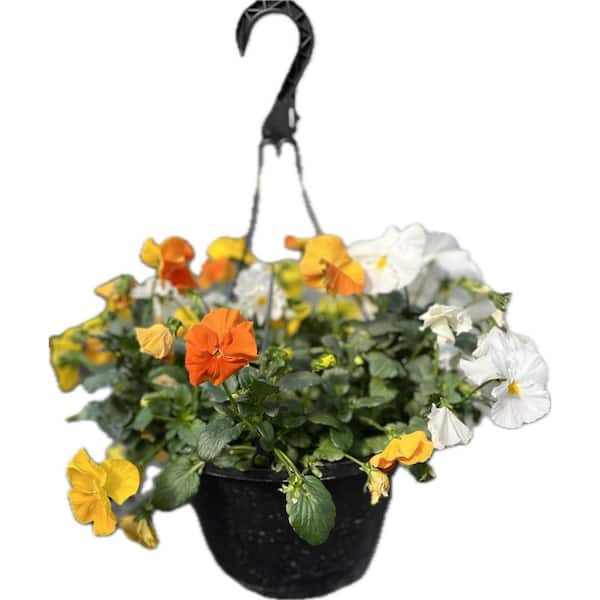 BELL NURSERY 10 In. Pansy Spring Matrix Daffodil Mix Annual Live Plant ...
