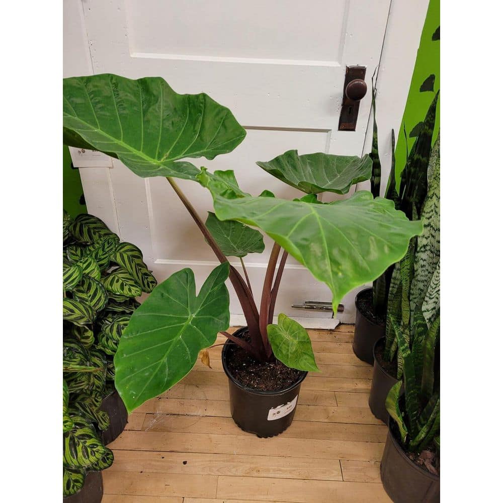 Wekiva Foliage Imperial Red Alocasia-4 Live Starter Plants in 2 in ...
