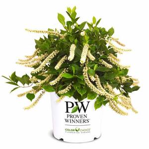 PROVEN WINNERS 1 Gal. Fizzy Mizzy Sweetspire (Itea) Live Plant, Shrub ...