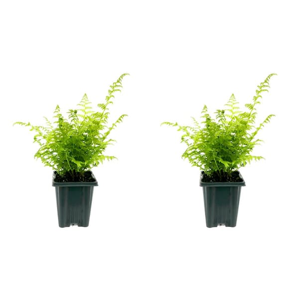1.0 qt. Perennial Fern Athyrium Angustum Lady in Red (2-Pack) 1820 ...