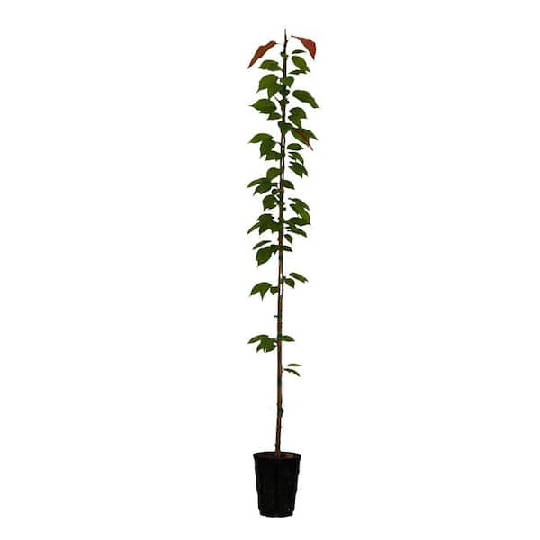 Reviews for 1 Gal. Thunderstruck White Lightening Crape Myrtle | Pg 1 ...
