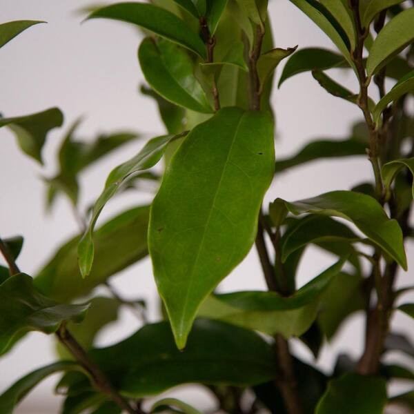 Magnolia X 'Stellar Ruby' Kiefer Nursery: Trees, Shrubs,, 51% OFF