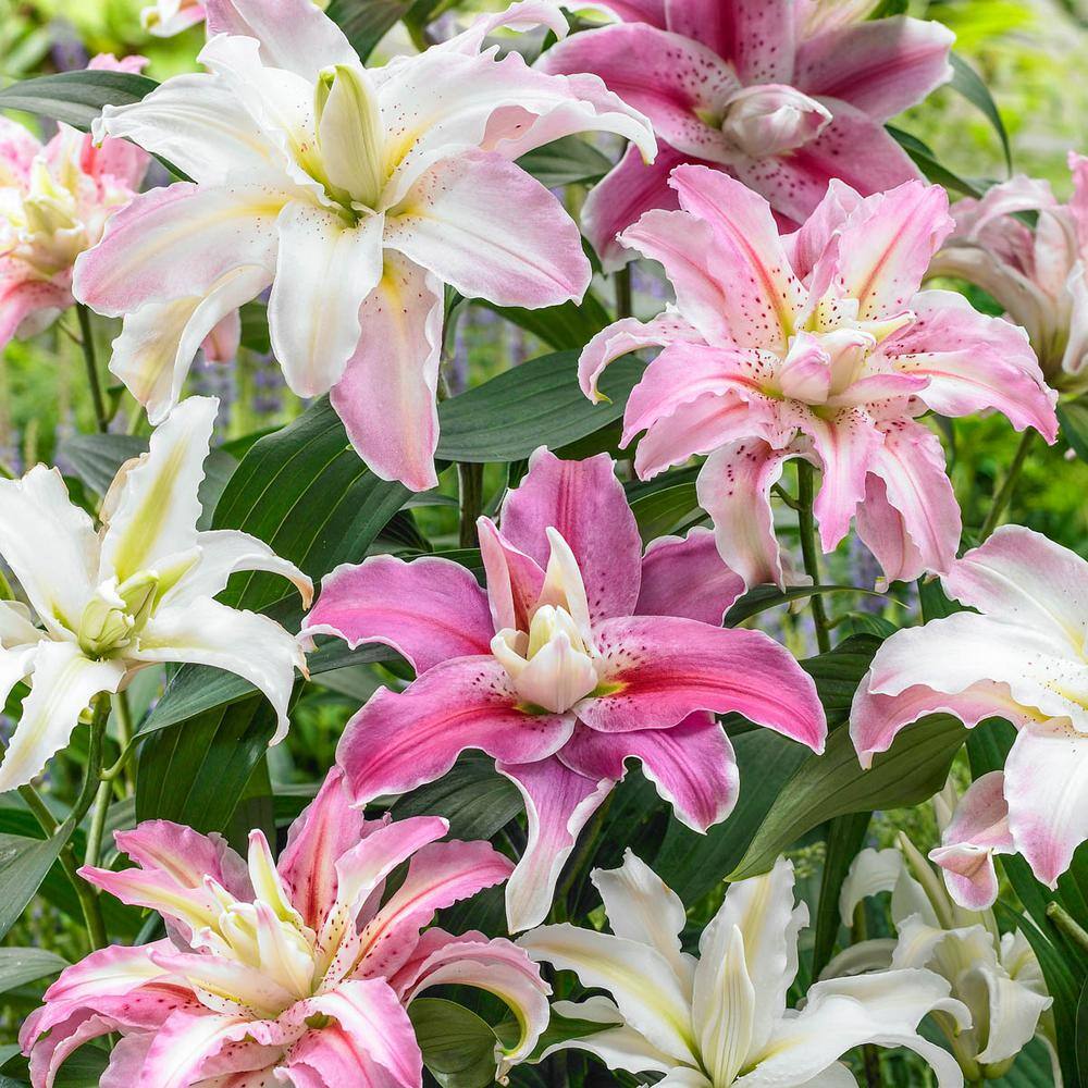 Breck's Pink and White Flowers Double Flowering Oriental Lily Bulb ...