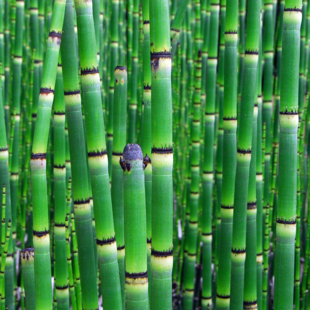 national PLANT NETWORK 2.5 Qt. Native Horsetail Reed Equisetum Plant in ...