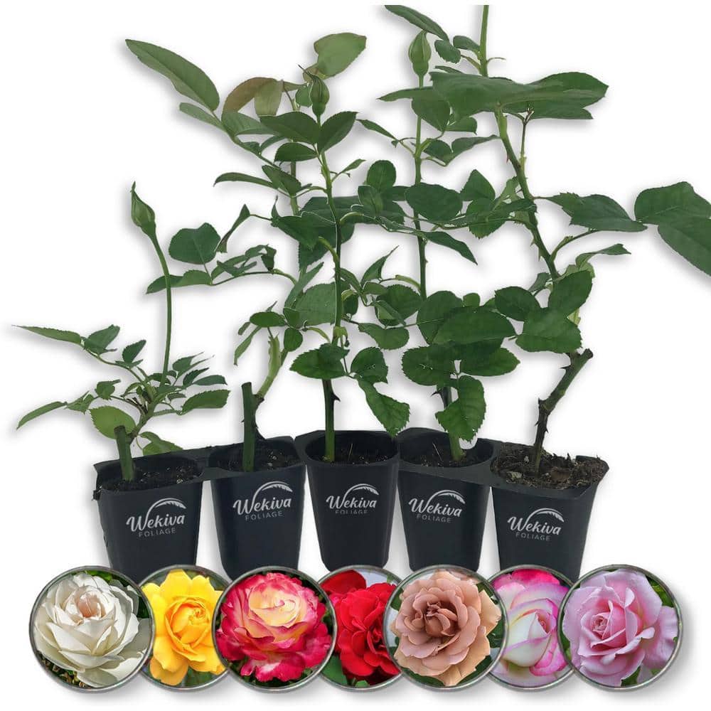 Wekiva Foliage Rose Bush Variety Pack-5 Live Starter Plants-Grower's ...