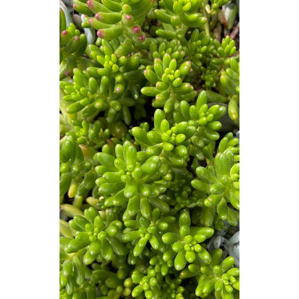 Cesicia Sedum rubrotinctum Jelly Bean in Separate Pots (1-Pack) LJJ-fea ...