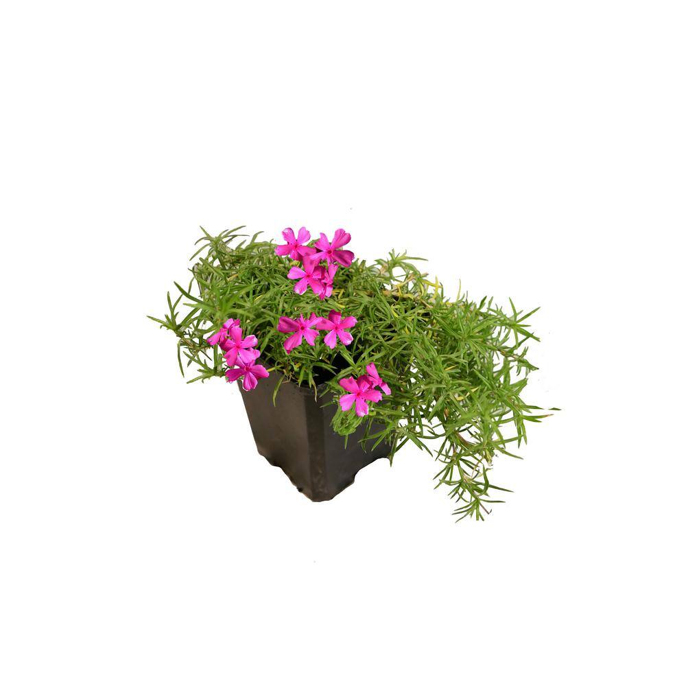 1.0 Qt. Perennial Phlox Subulata Spring Dark Pink 1132 - The Home Depot