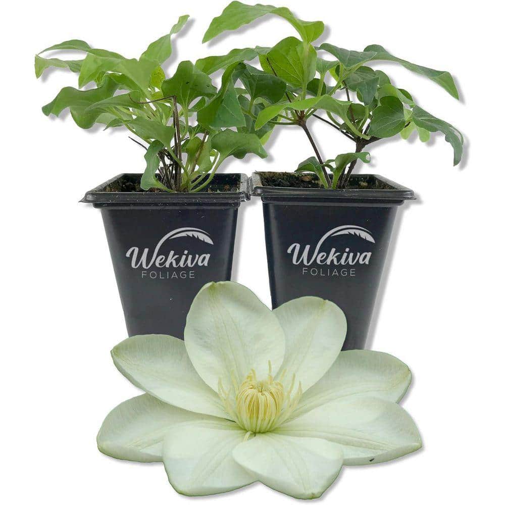 Wekiva Foliage Clematis Guernsey Cream-2 Live Starter Plants in 2 in ...