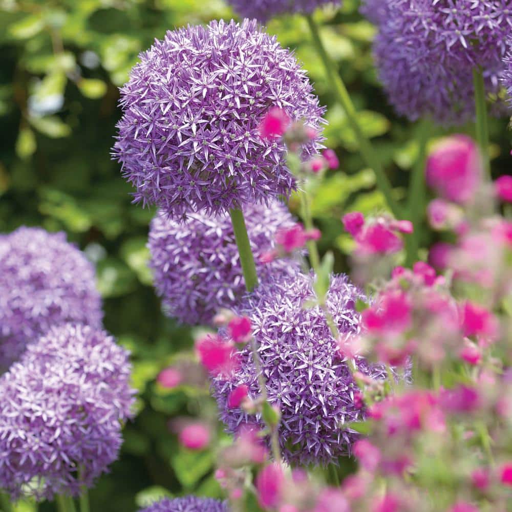 Breck's Gladiator Allium Dormant Spring Flowering Bulbs (5-Pack) 91910 ...