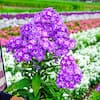 Spring Hill Nurseries Goliath Tall Garden Purple Flowering Phlox ...